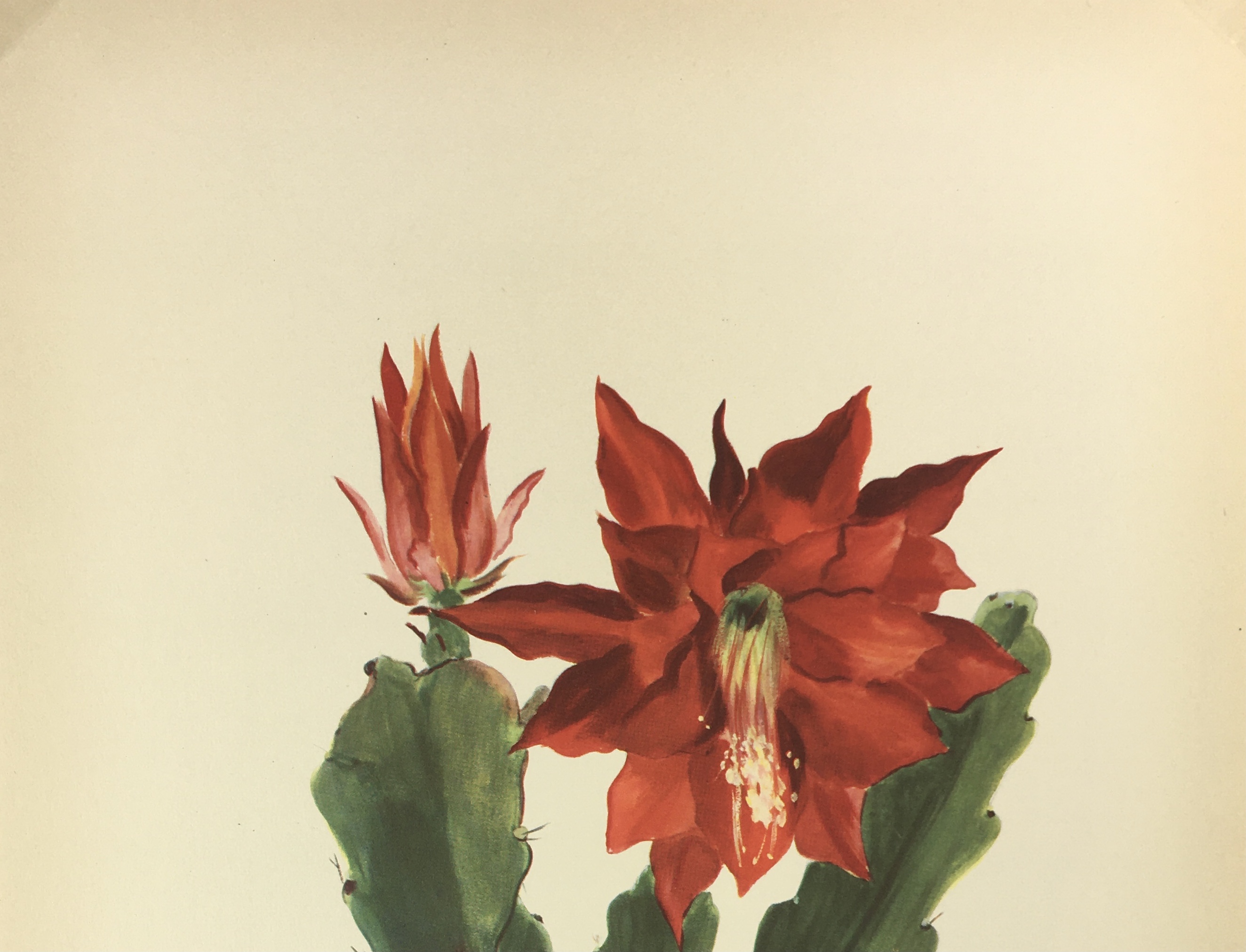 Botanical Cactus Print - Lithograph - Phyllocactus Crenatus, A. Davis ...