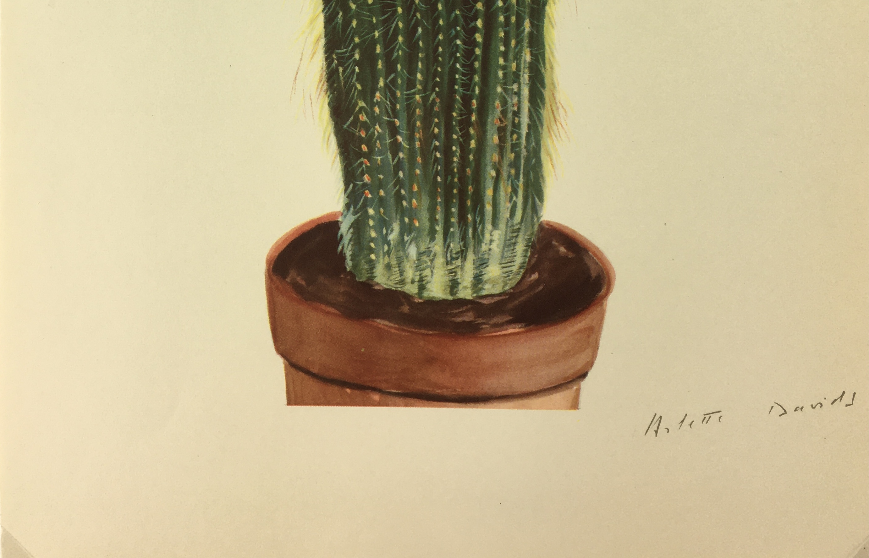Botanical Cactus Print - Lithograph - Echinocactus Grusonii, A. Davis ...