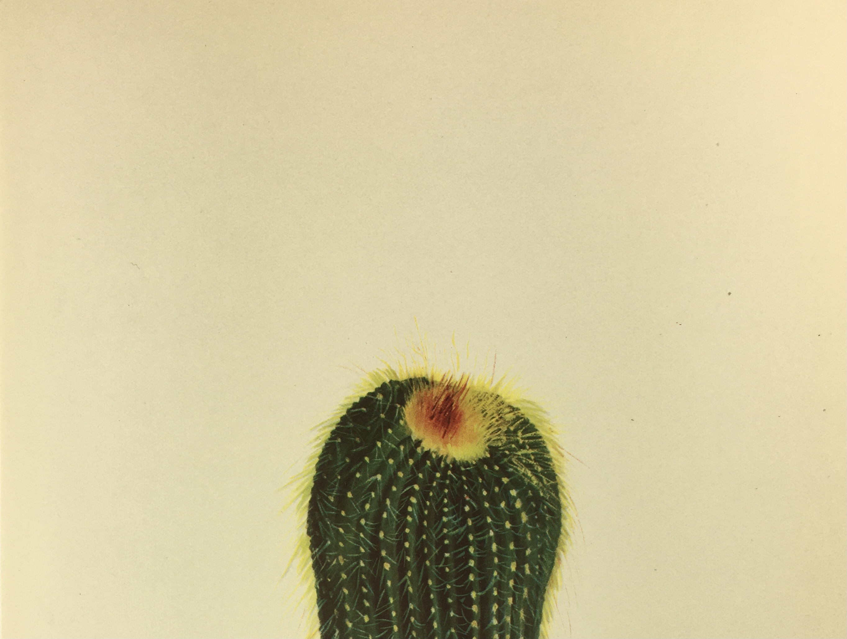 Botanical Cactus Print - Lithograph - Echinocactus Grusonii, A. Davis ...