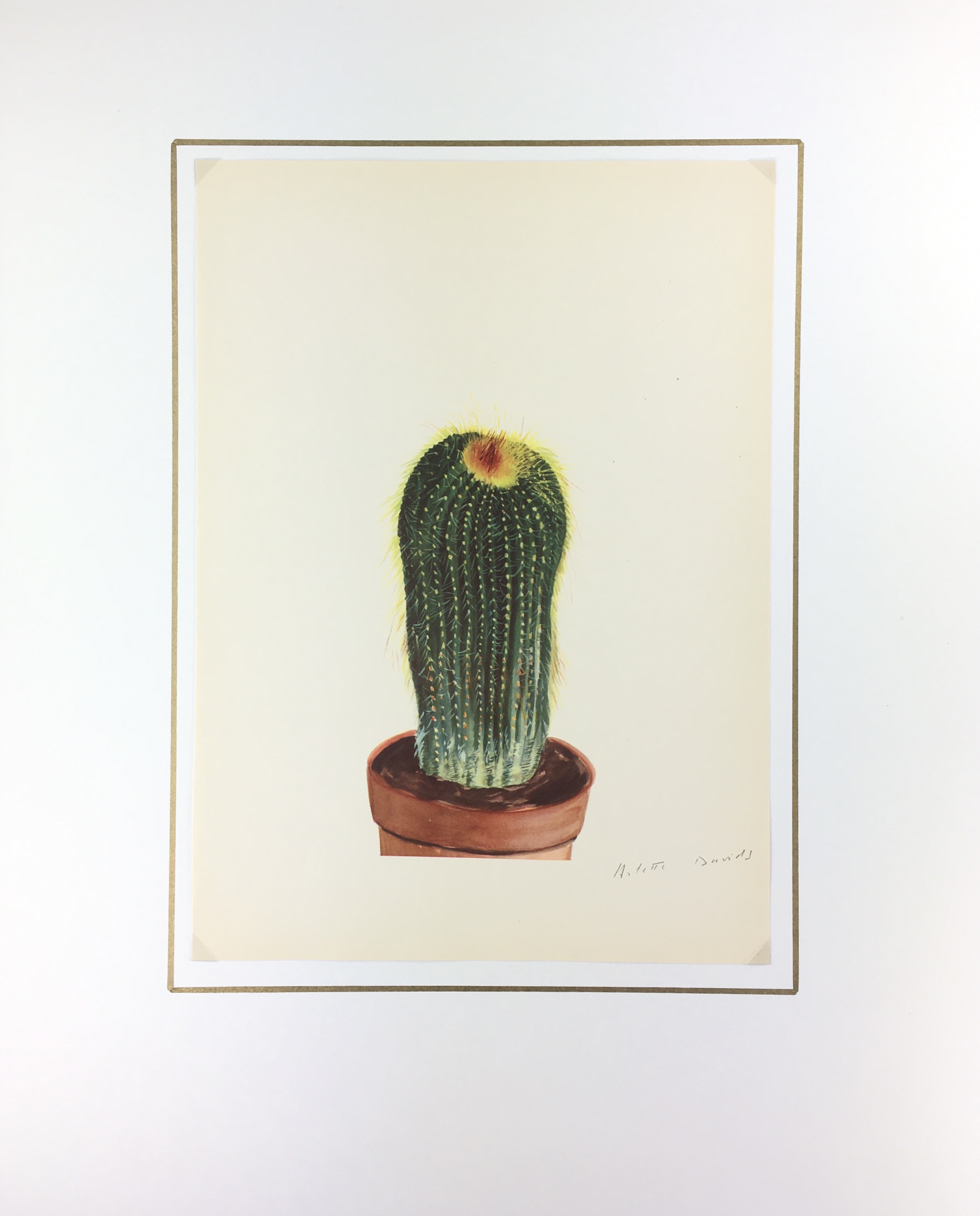 Botanical Cactus Print - Lithograph - Echinocactus Grusonii, A. Davis ...